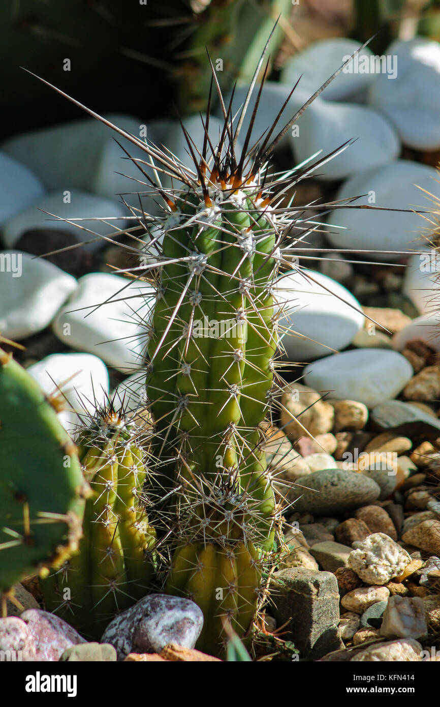 Cactus in a small garden covered with pebbles Stock Photo - Alamy