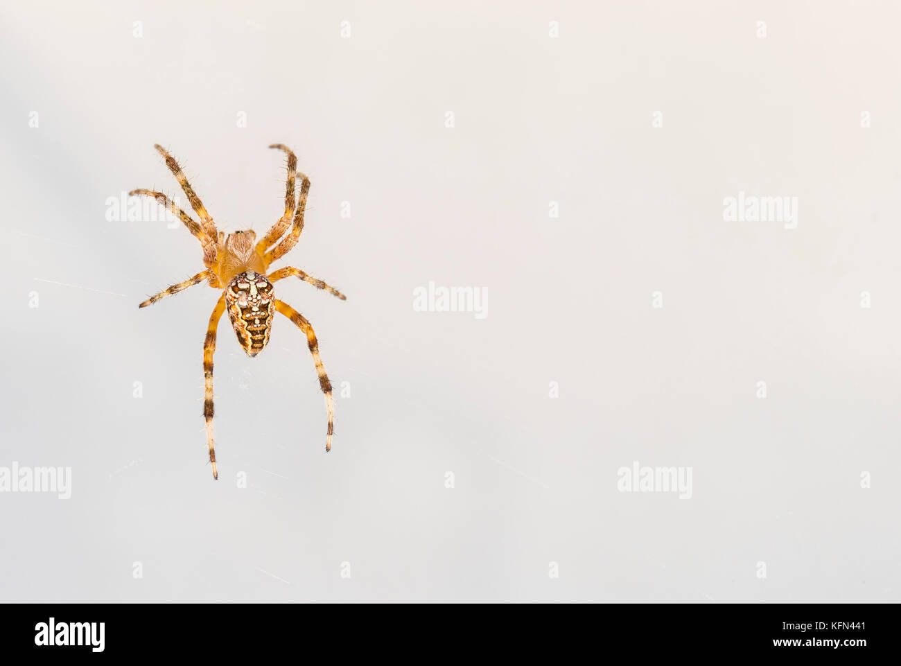 garden spider building a web Stock Photo - Alamy