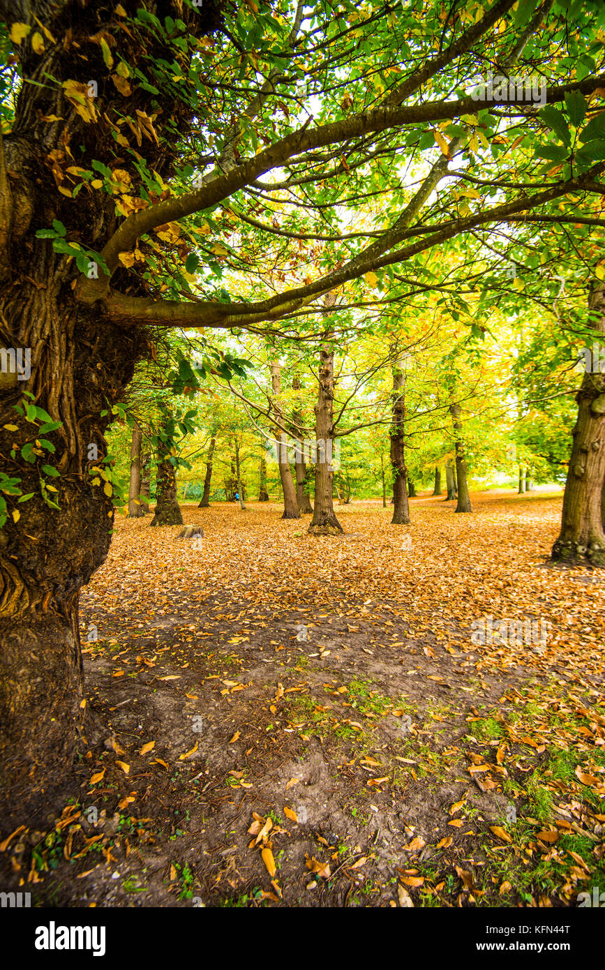 Virginia Water lake - Autumn Scenes. A range of images of this ...