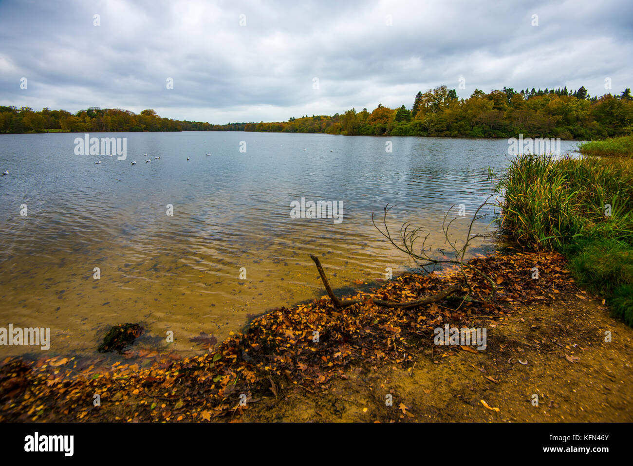 Virginia Water lake - Autumn Scenes. A range of images of this ...