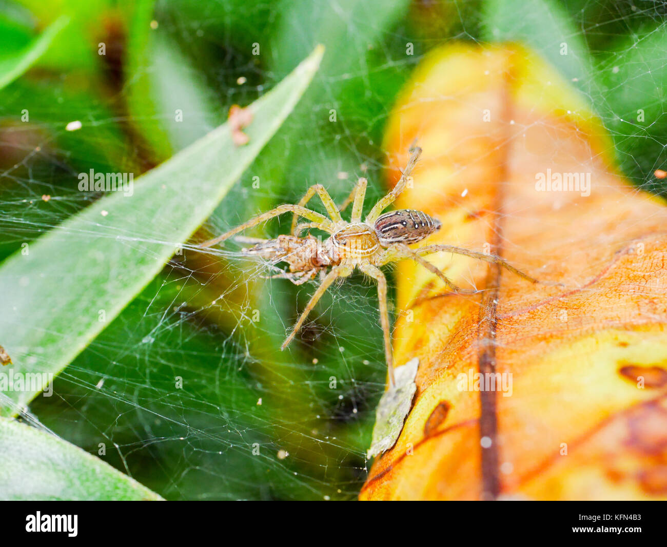Spiders are eating the bait. The trapped spider web Stock Photo - Alamy