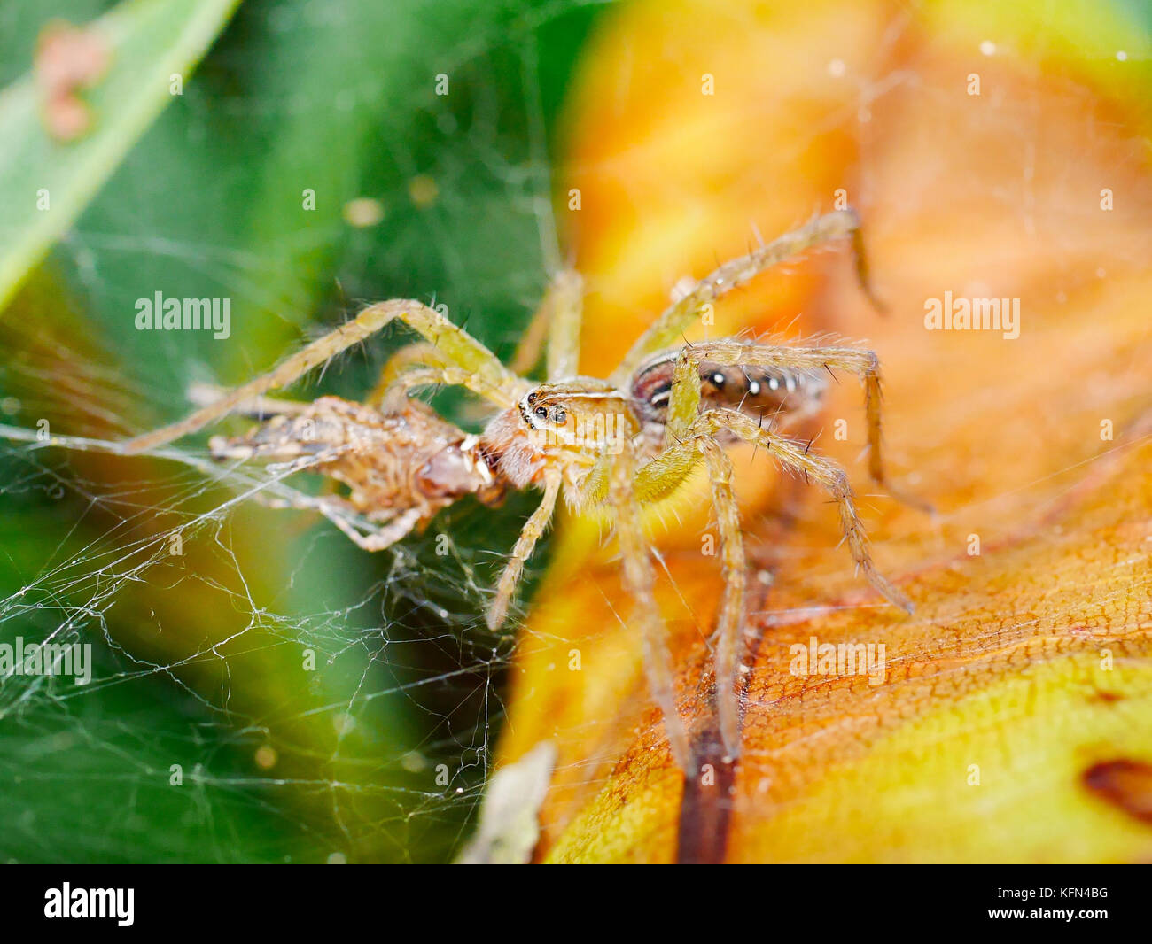 Spiders are eating the bait. The trapped spider web Stock Photo - Alamy
