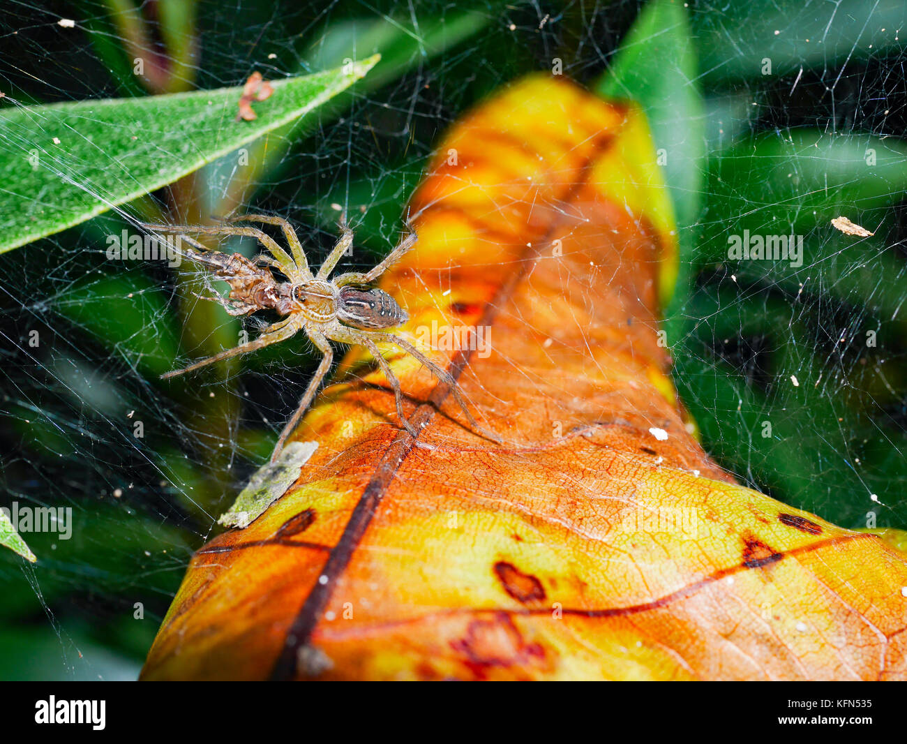 Spiders are eating the bait. The trapped spider web Stock Photo - Alamy