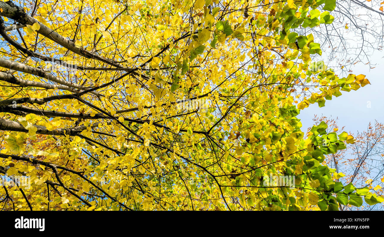 tree branches with yellow leaves in autumn and blue sky as background ...
