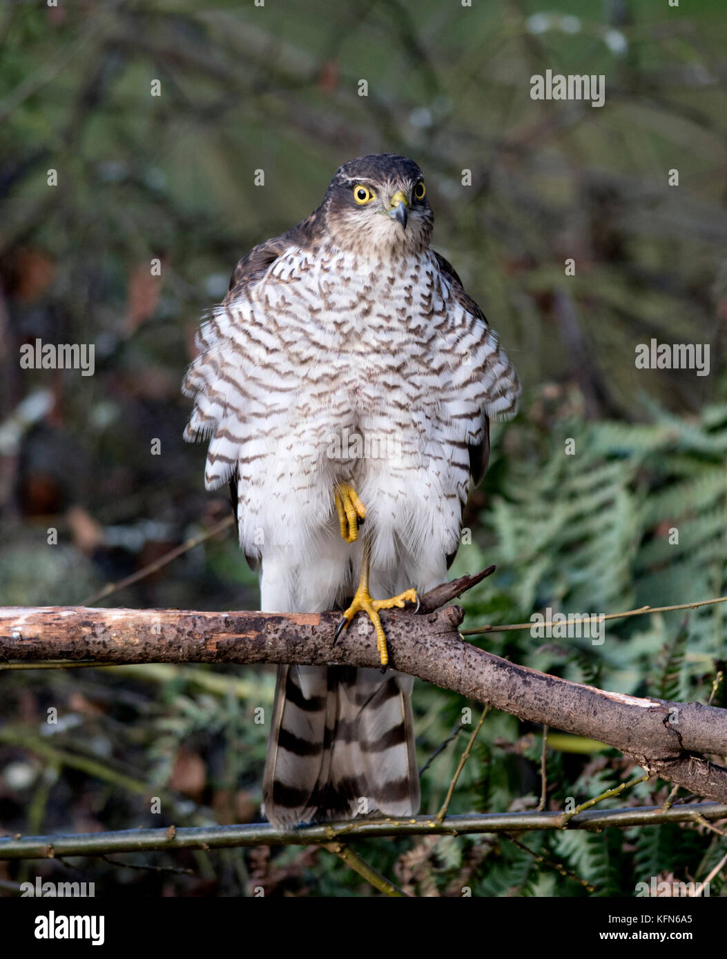 Female sparrowhawk hi-res stock photography and images - Alamy