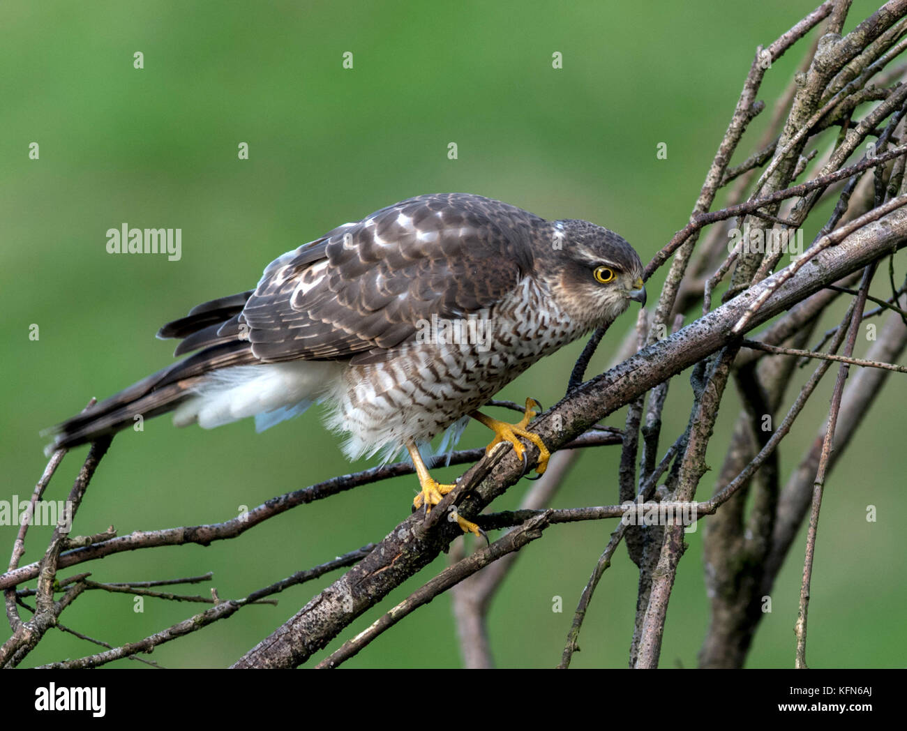 Female sparrowhawk hi-res stock photography and images - Alamy