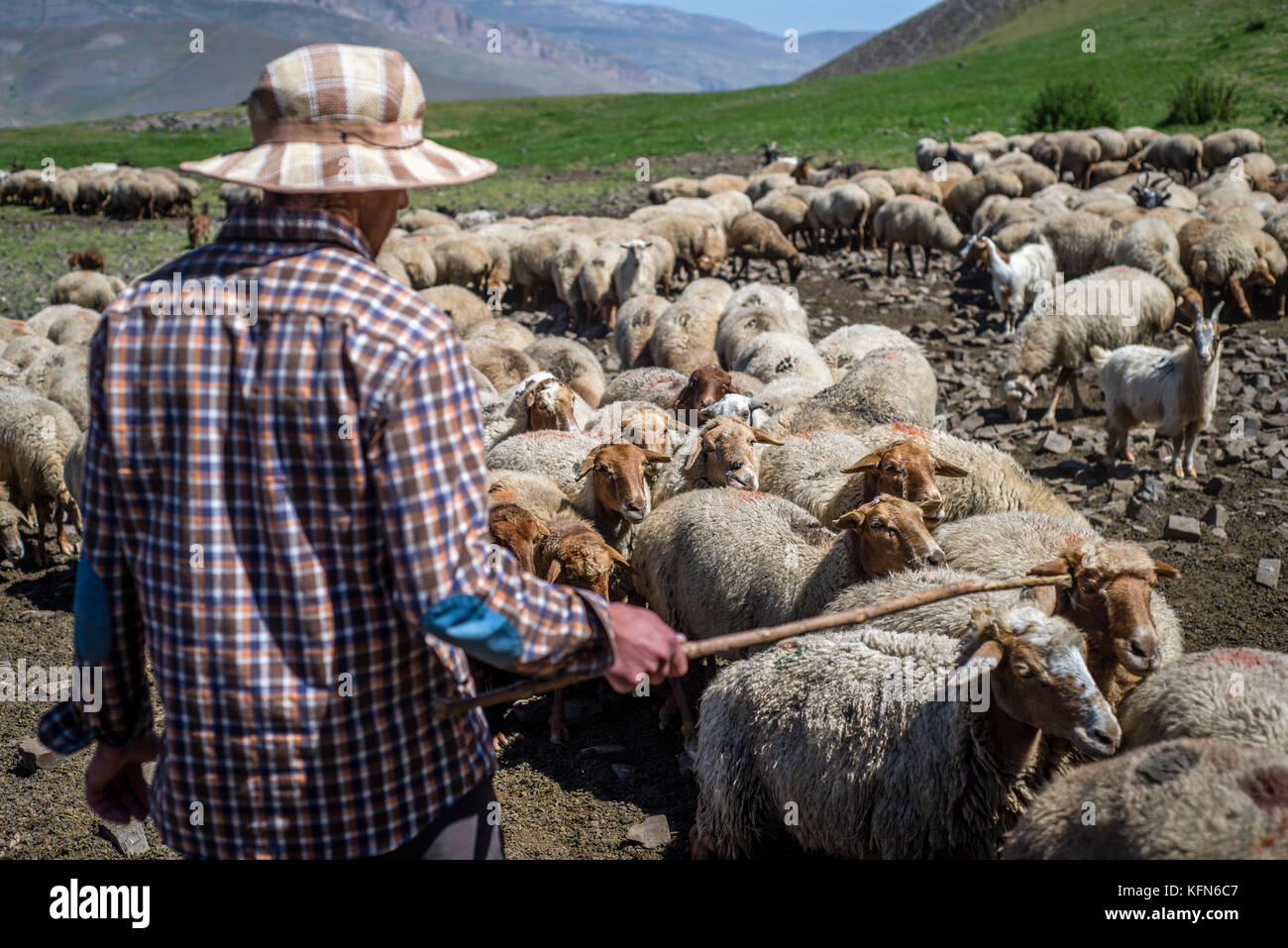 A shepherd is counting sheep in the mountains near Khinalig village ...