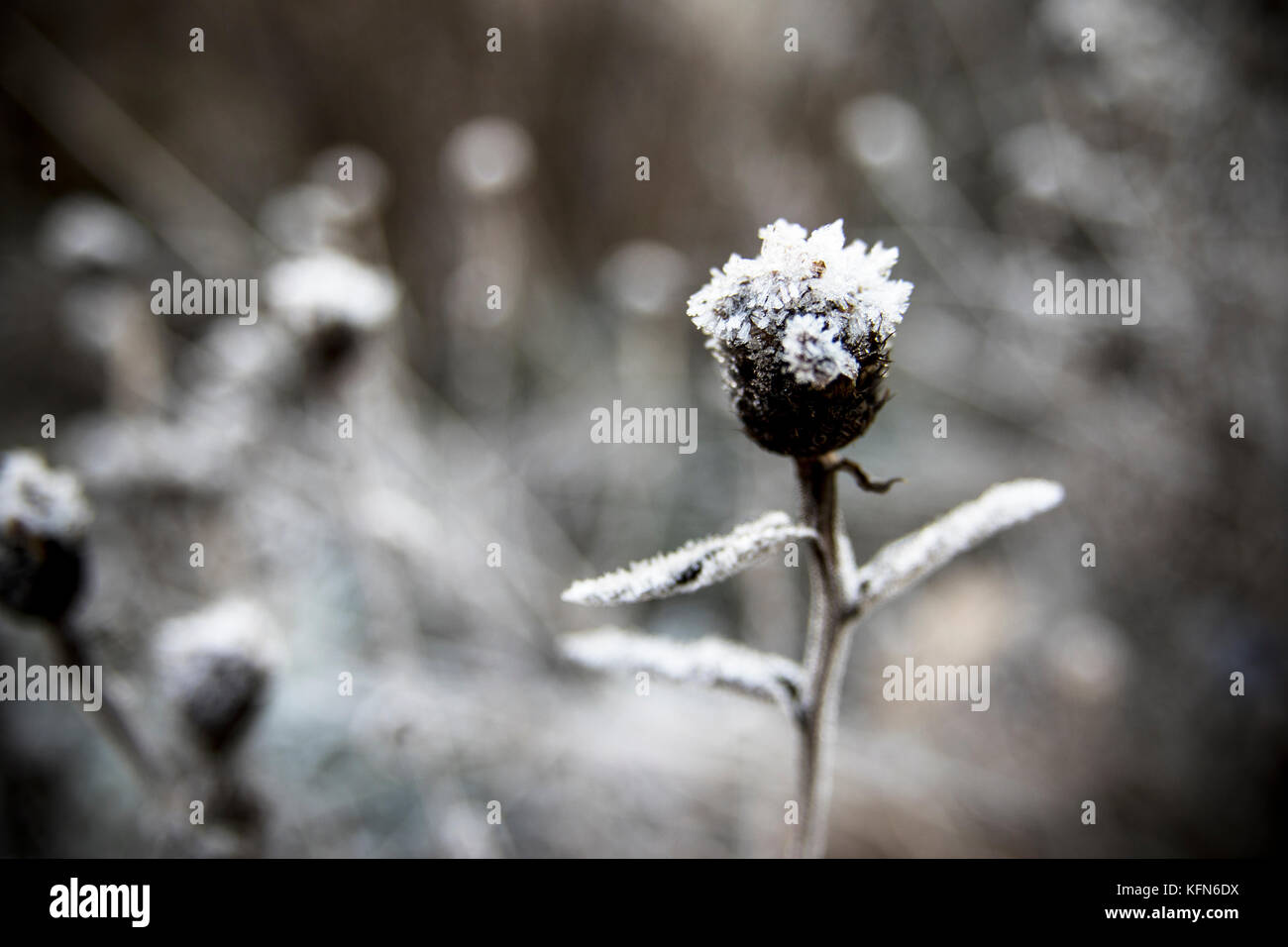 Beautiful thing hi-res stock photography and images - Alamy