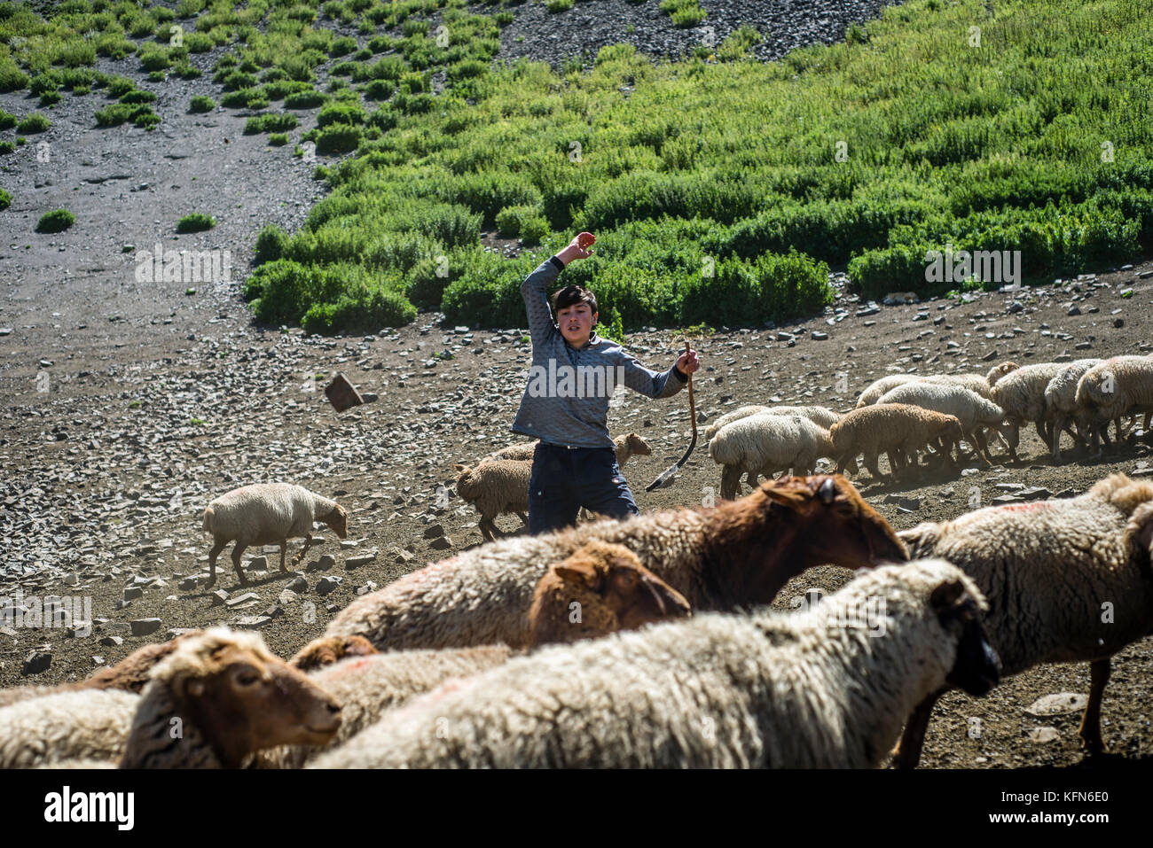 A shepherd is counting sheep in the mountains near Khinalig village ...