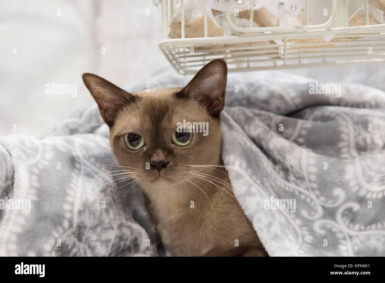 NEC, Birmingham, West Midlands, UK. 28th October 2017. Pictured ...