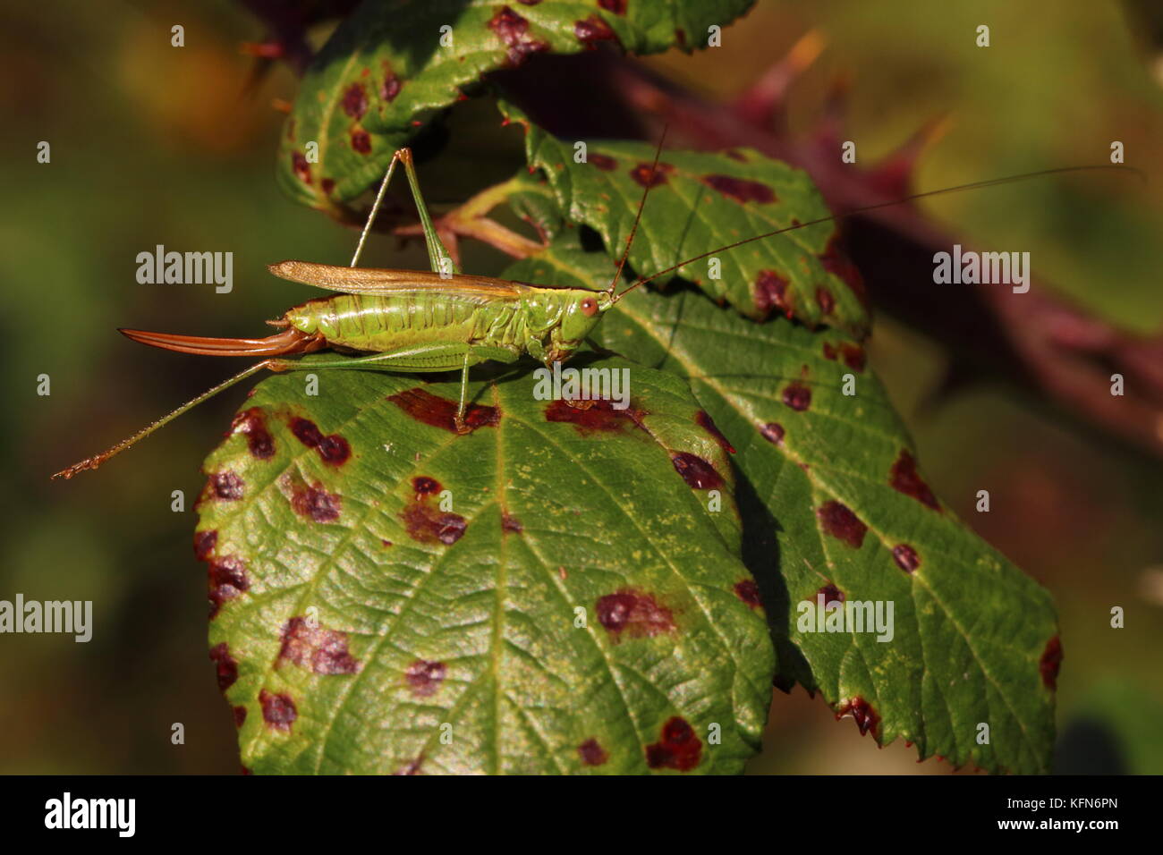Female Long-winged Conehead cricket Stock Photo - Alamy