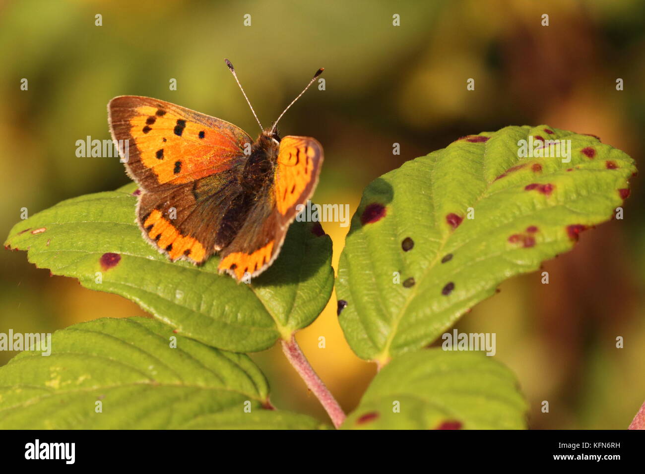 Small Copper butterfly Stock Photo - Alamy