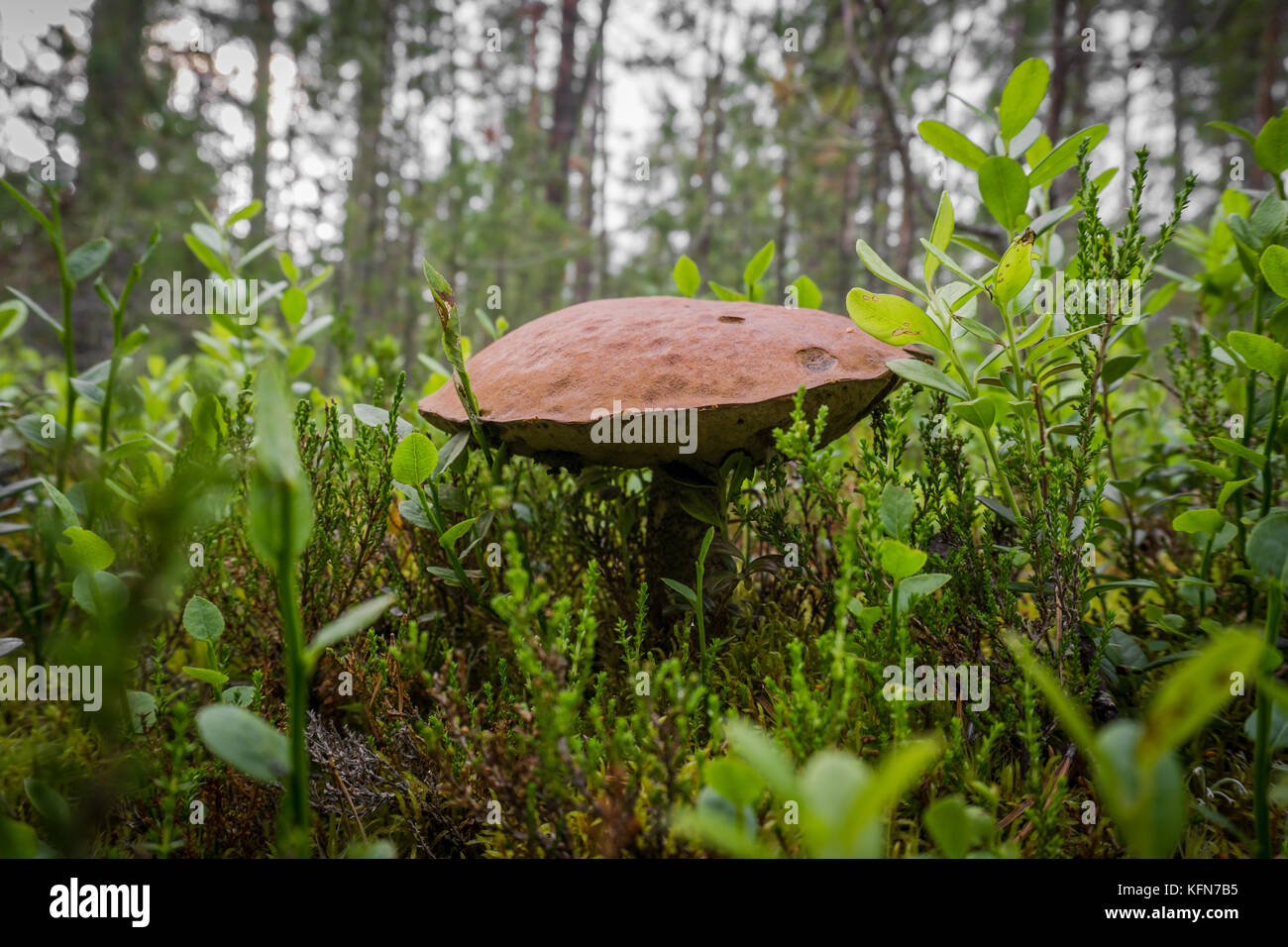 Beautiful boletus growing on moss Stock Photo - Alamy