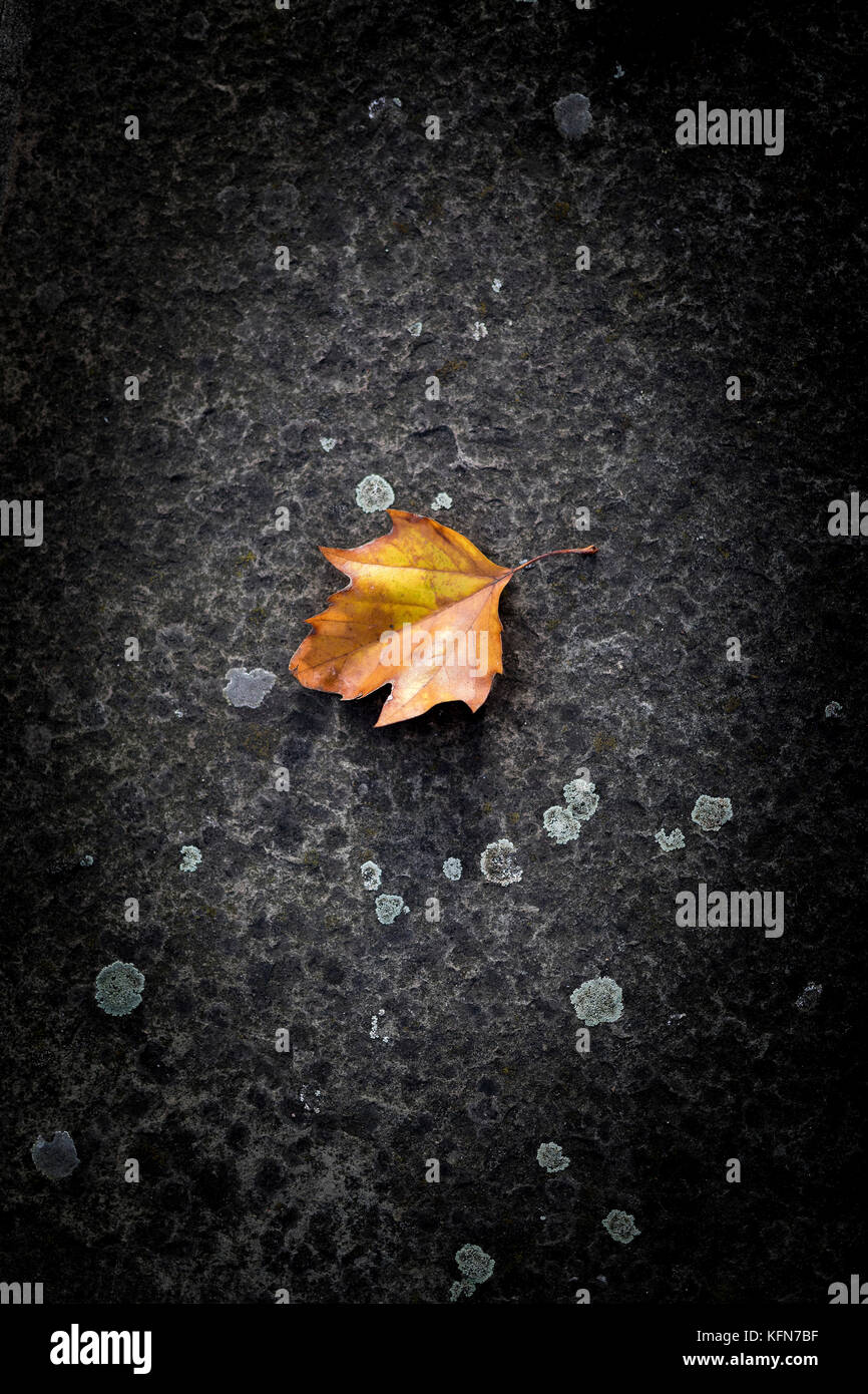 Single fallen golden brown Sycamore leaf on a lichen covered concrete ...