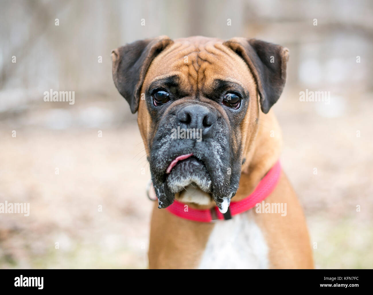 A purebred Boxer dog with a comical expression on its face Stock Photo ...