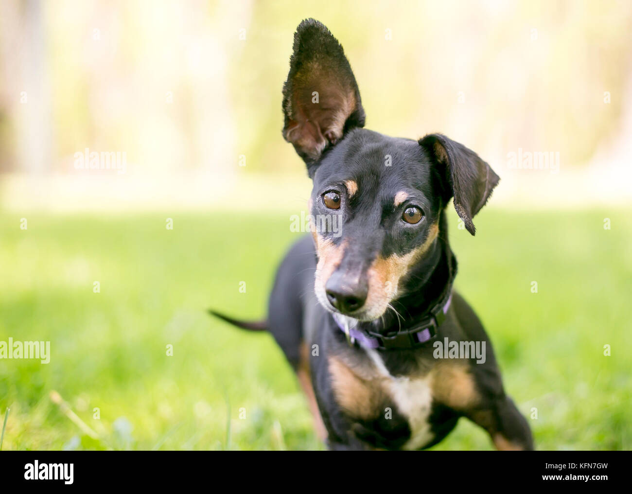 A small mixed breed dog with one upright ear and one floppy ear ...