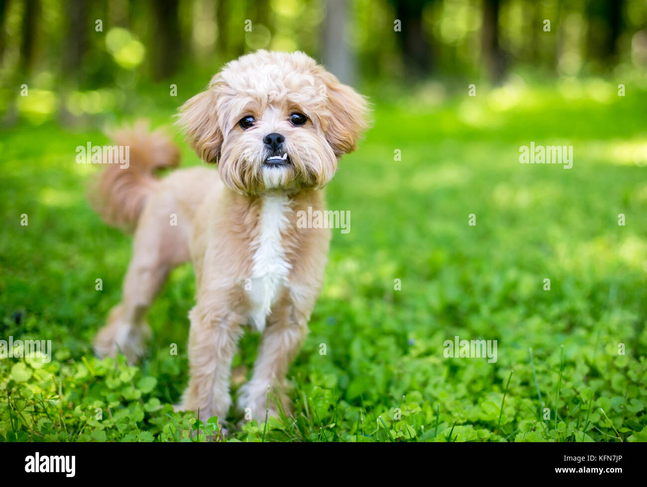 A cute fluffy mixed breed dog with an underbite Stock Photo - Alamy