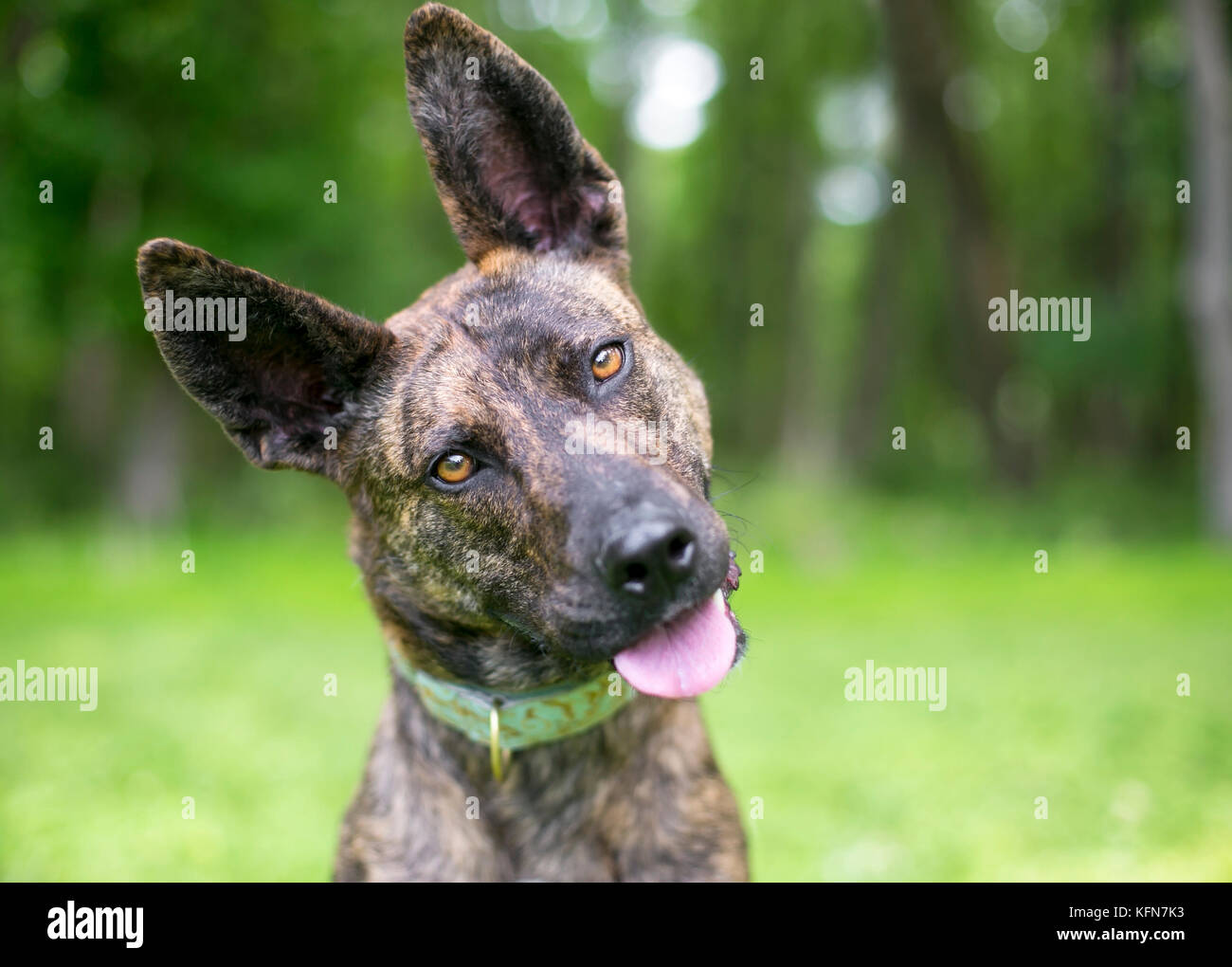 A brindle Dutch Shepherd mixed breed dog listening with a head tilt ...