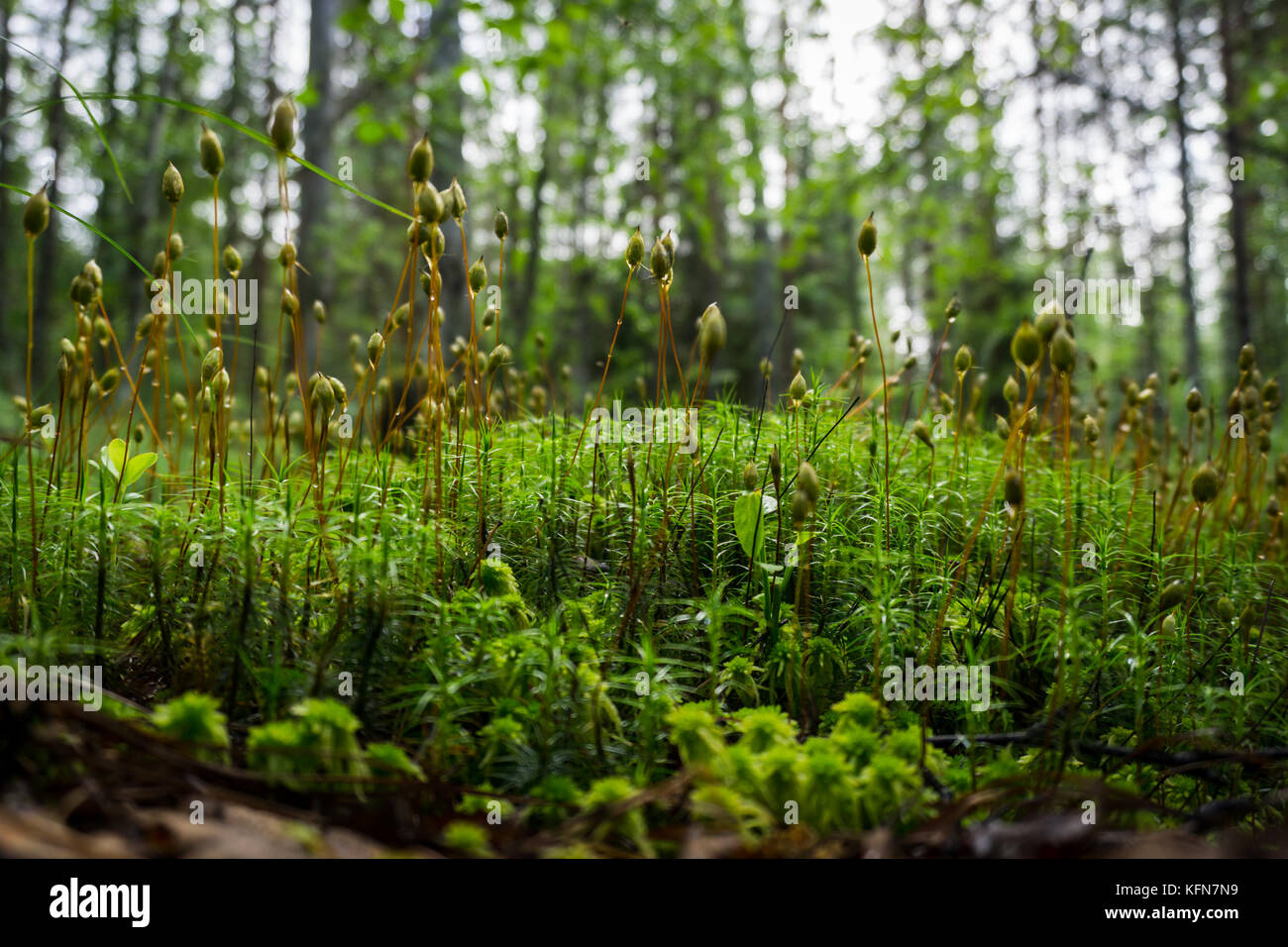 Forest moss after rain Stock Photo - Alamy