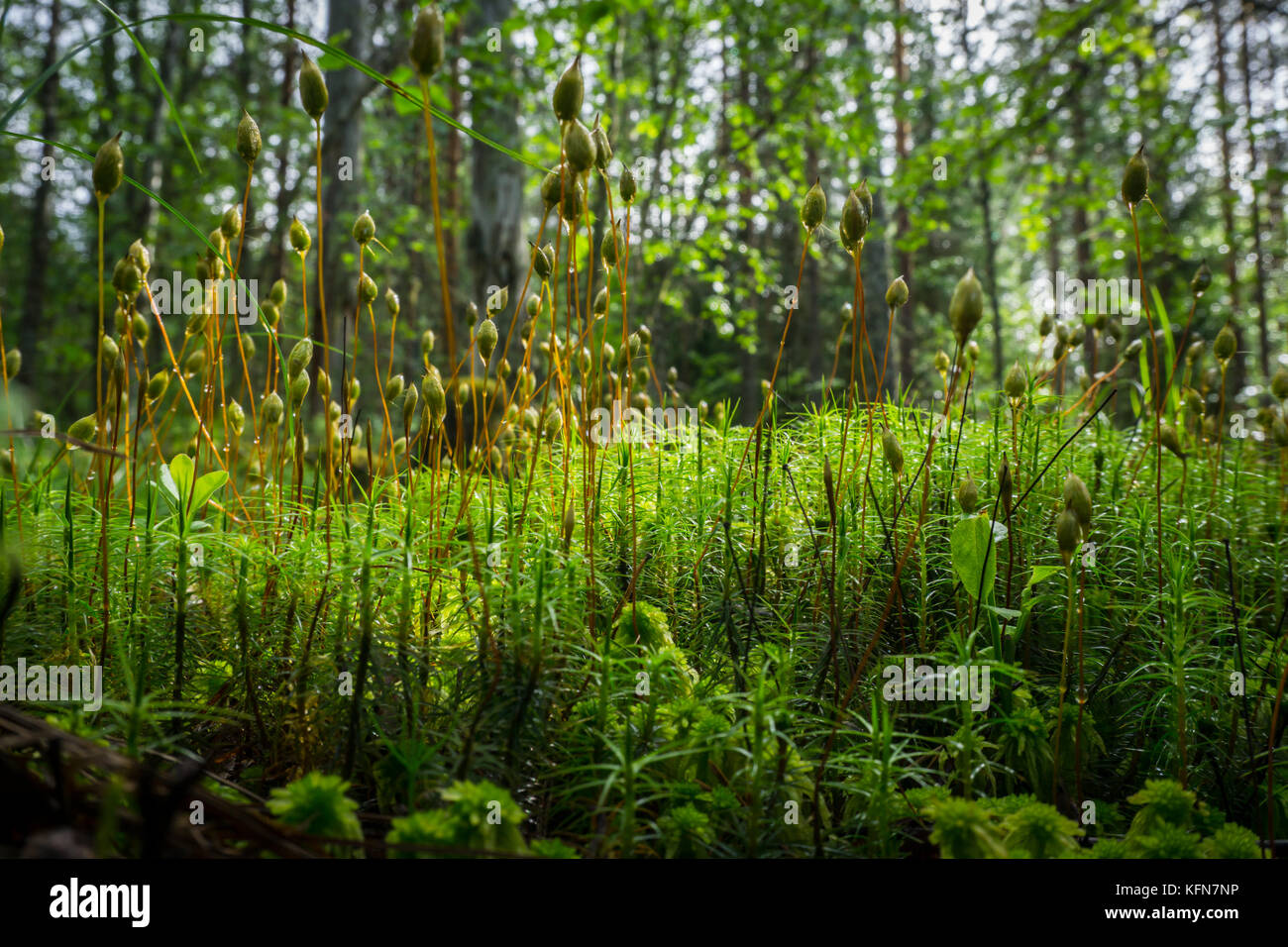Forest moss after rain Stock Photo - Alamy