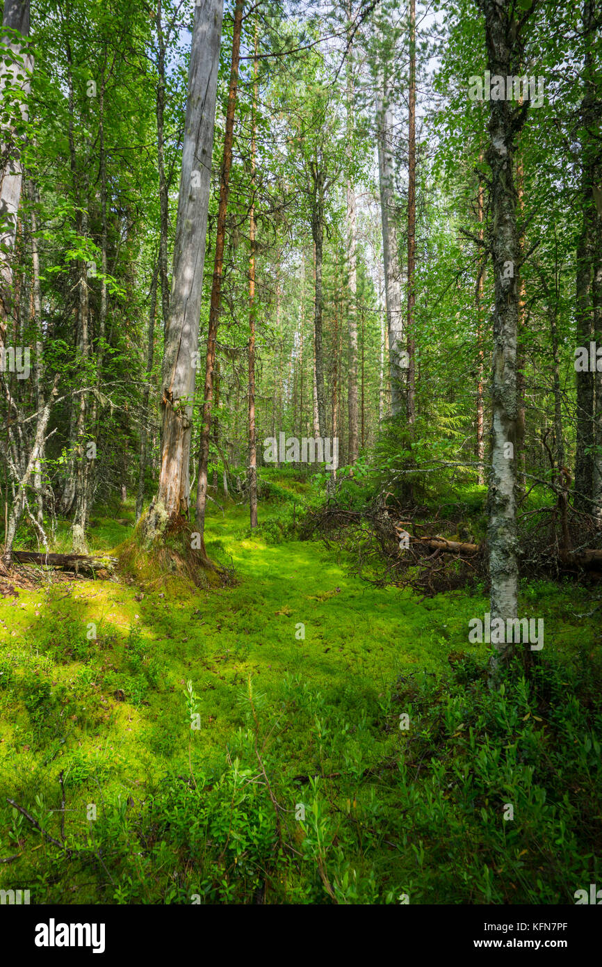Swamp in the forest covered with moss Stock Photo - Alamy