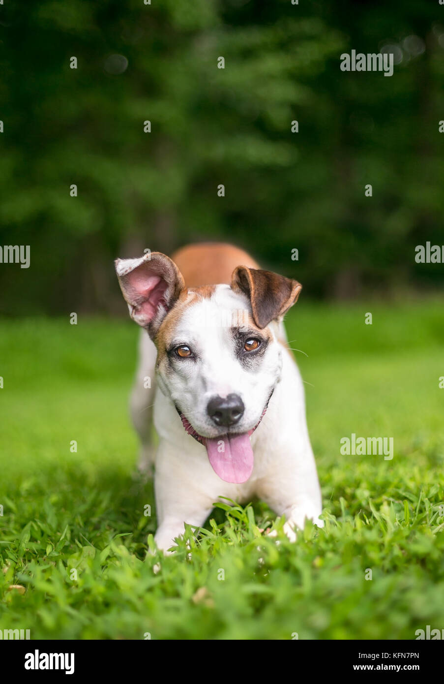 Dog play bow hi-res stock photography and images - Alamy