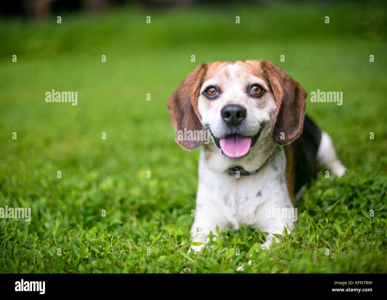 A happy Beagle dog relaxing in the grass Stock Photo - Alamy
