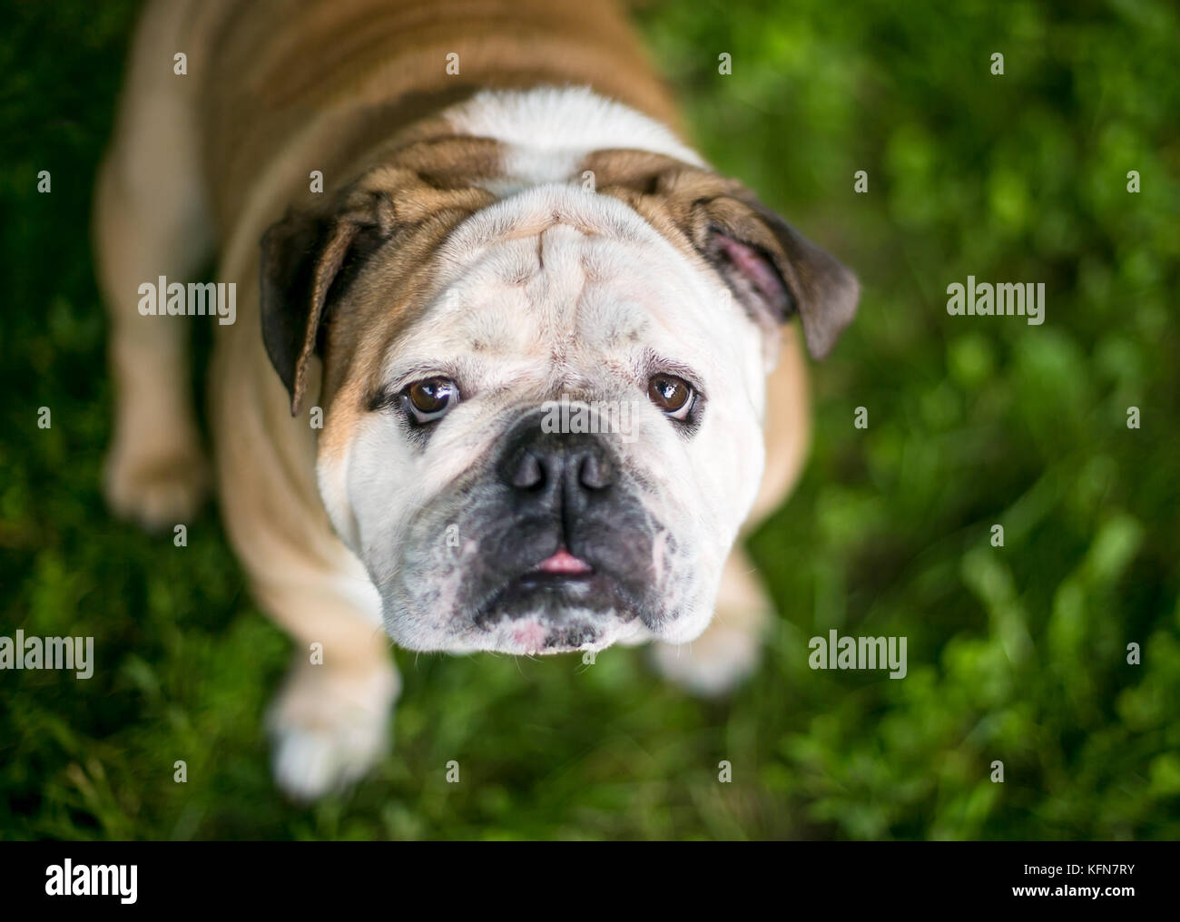 A purebred English Bulldog outdoors, looking up Stock Photo - Alamy