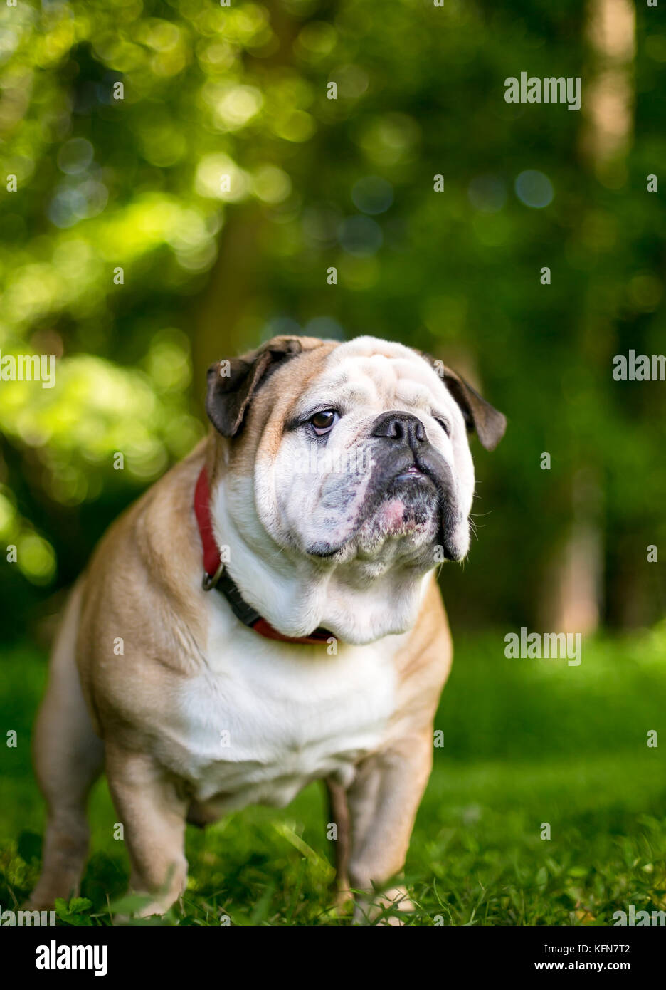 Grumpy bulldog hi-res stock photography and images - Alamy
