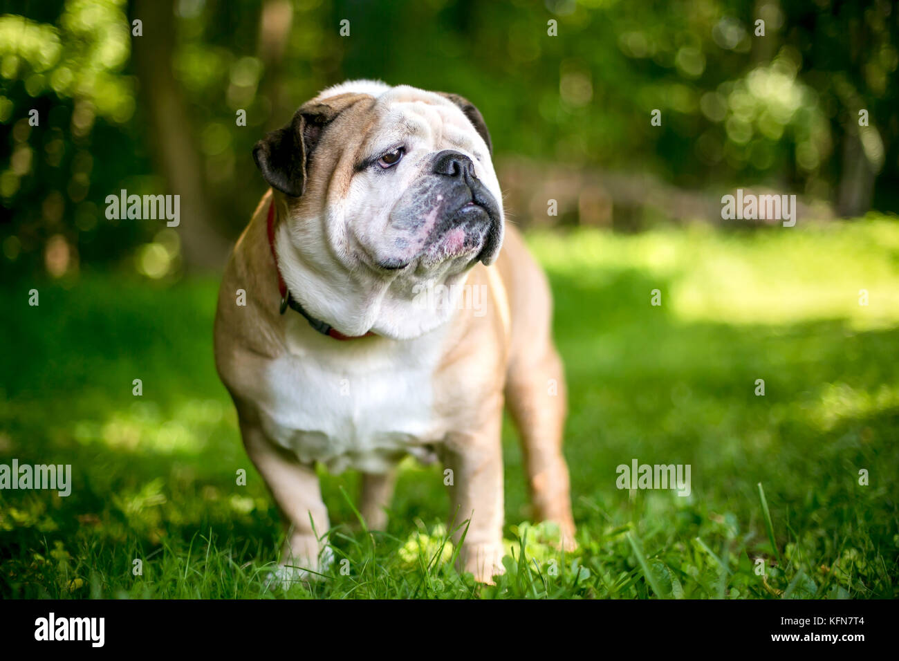 A purebred English Bulldog outdoors Stock Photo - Alamy