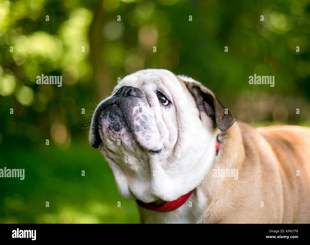 A purebred English Bulldog outdoors Stock Photo - Alamy