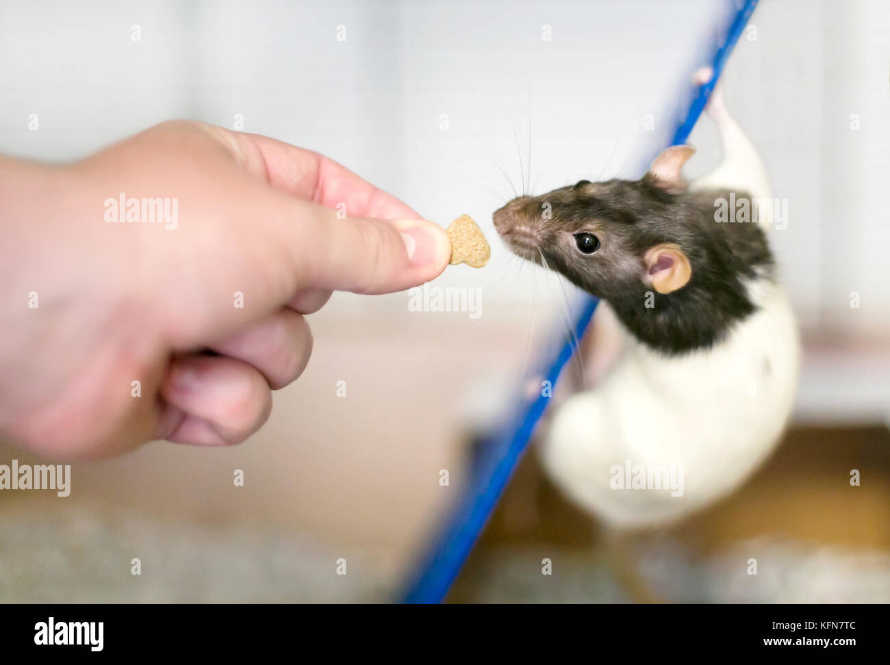 Fancy rat hi-res stock photography and images - Alamy