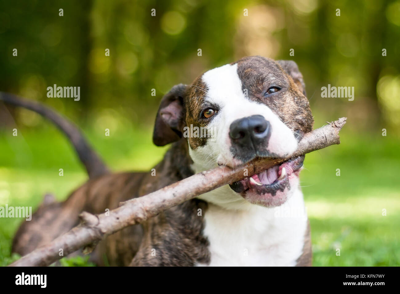 Bull stick hi-res stock photography and images - Alamy