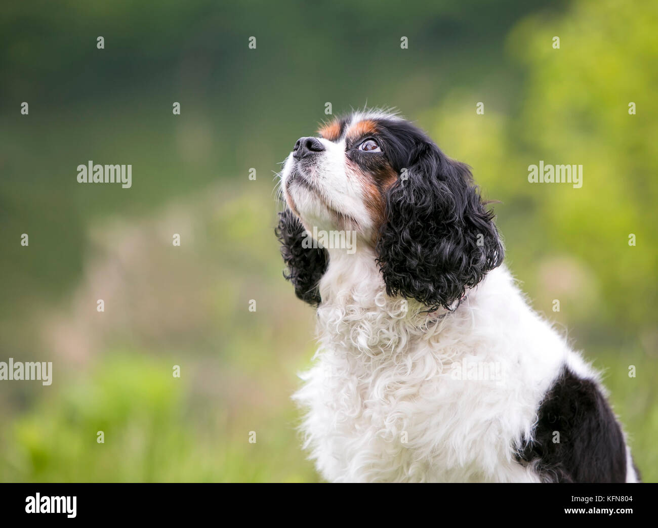 A purebred tricolor Cavalier King Charles Spaniel dog Stock Photo - Alamy