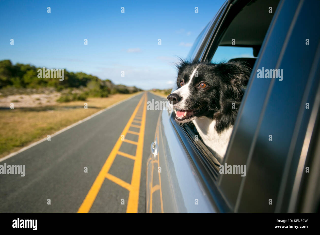 Border Collie dog riding in a car Stock Photo - Alamy