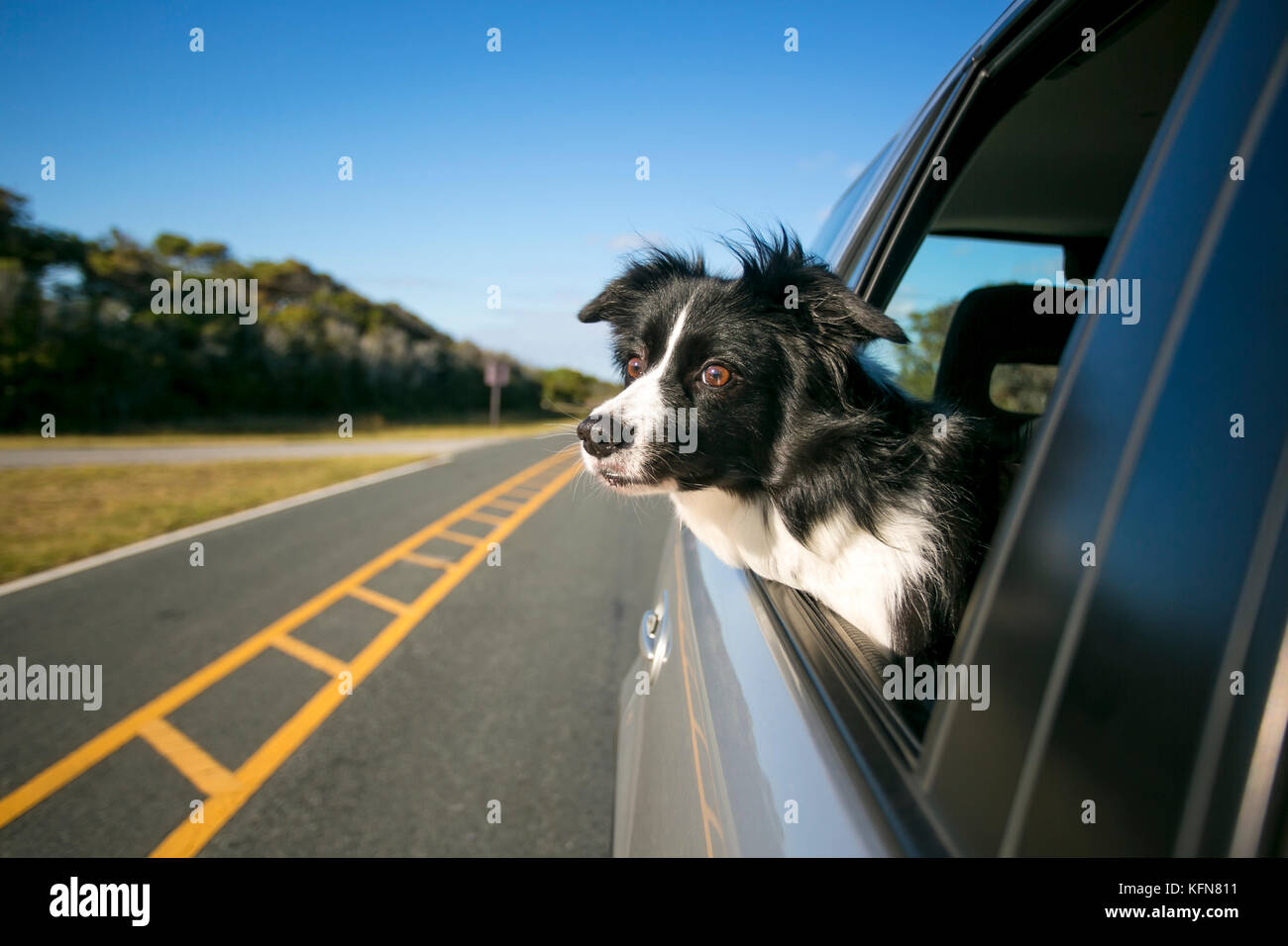 Border Collie dog riding in a car Stock Photo - Alamy