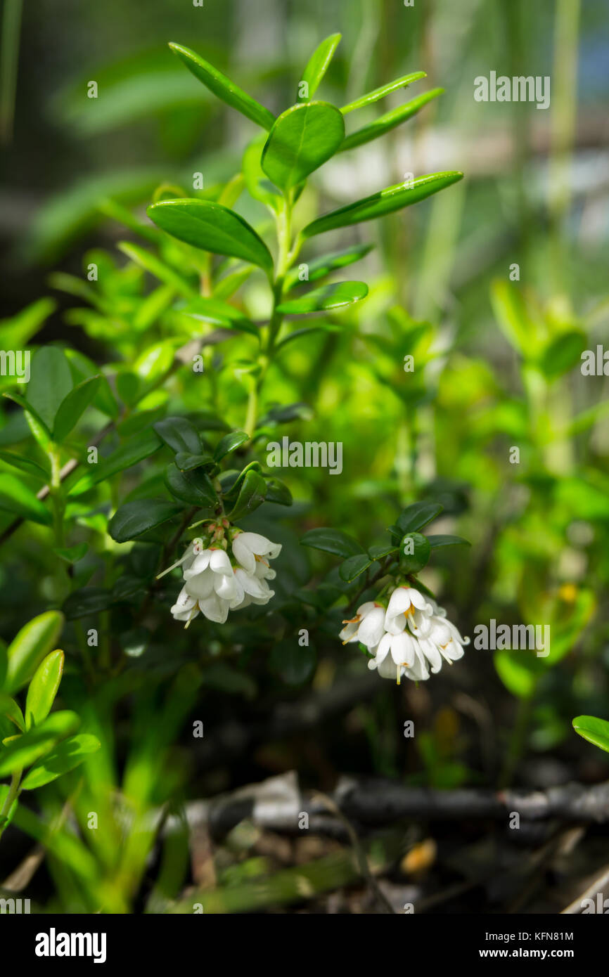 Flowers of cowberry in the forest Stock Photo - Alamy