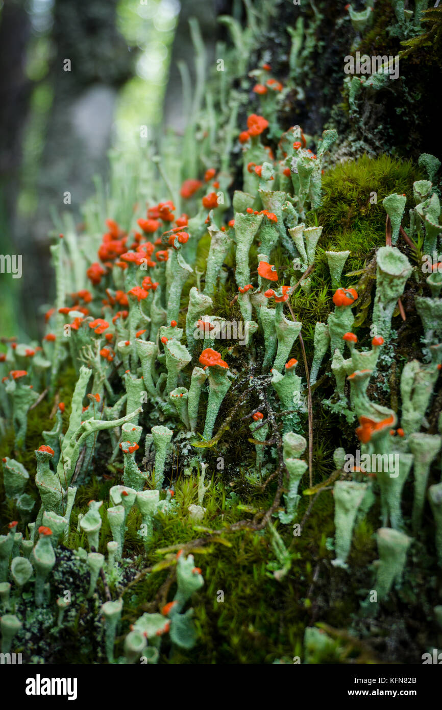 Beautiful blooming moss in the forest Stock Photo - Alamy