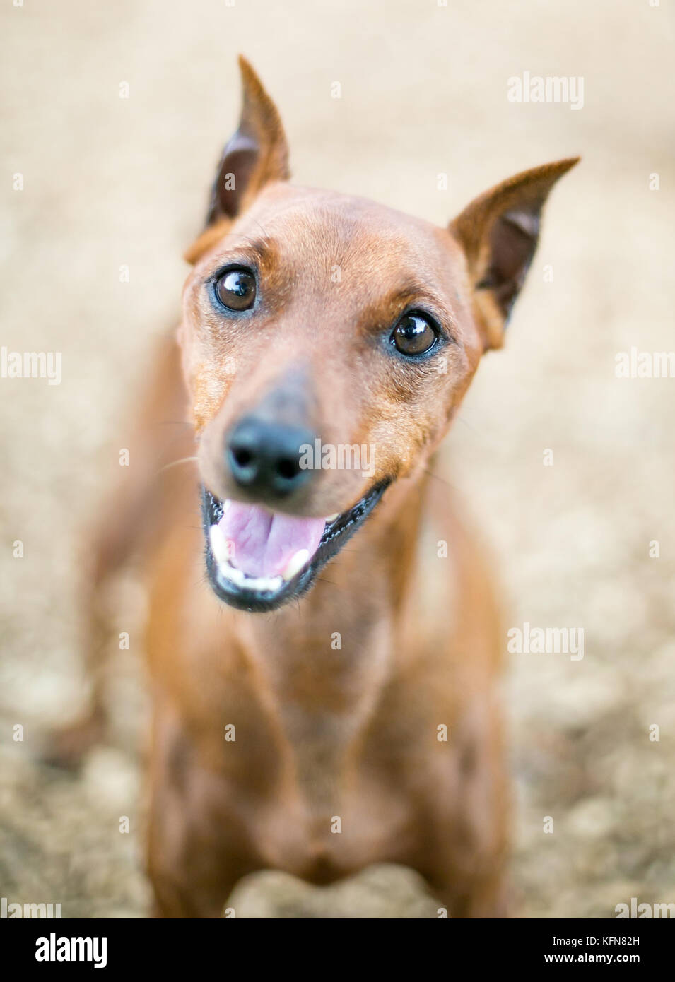 A red Miniature Pinscher dog with cropped ears Stock Photo - Alamy