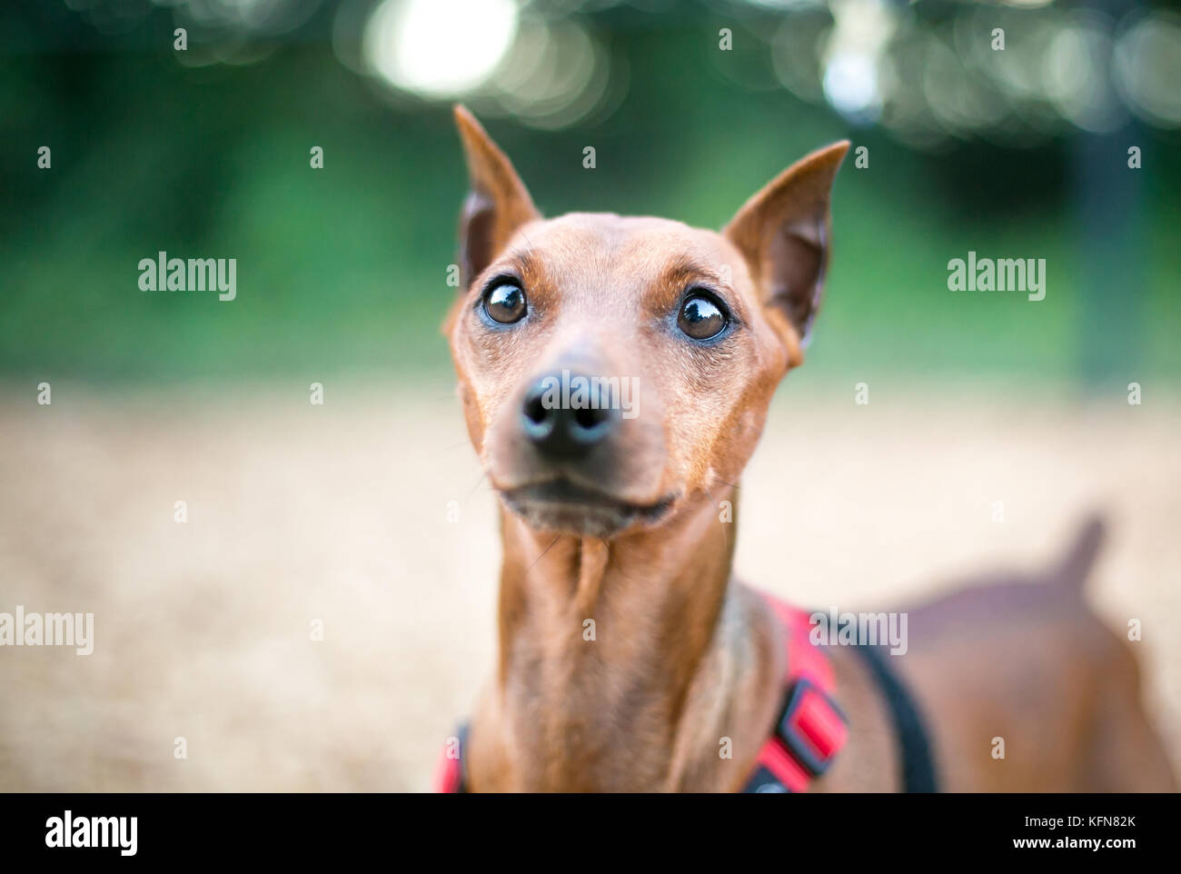 A red Miniature Pinscher dog with cropped ears and a docked tail Stock ...