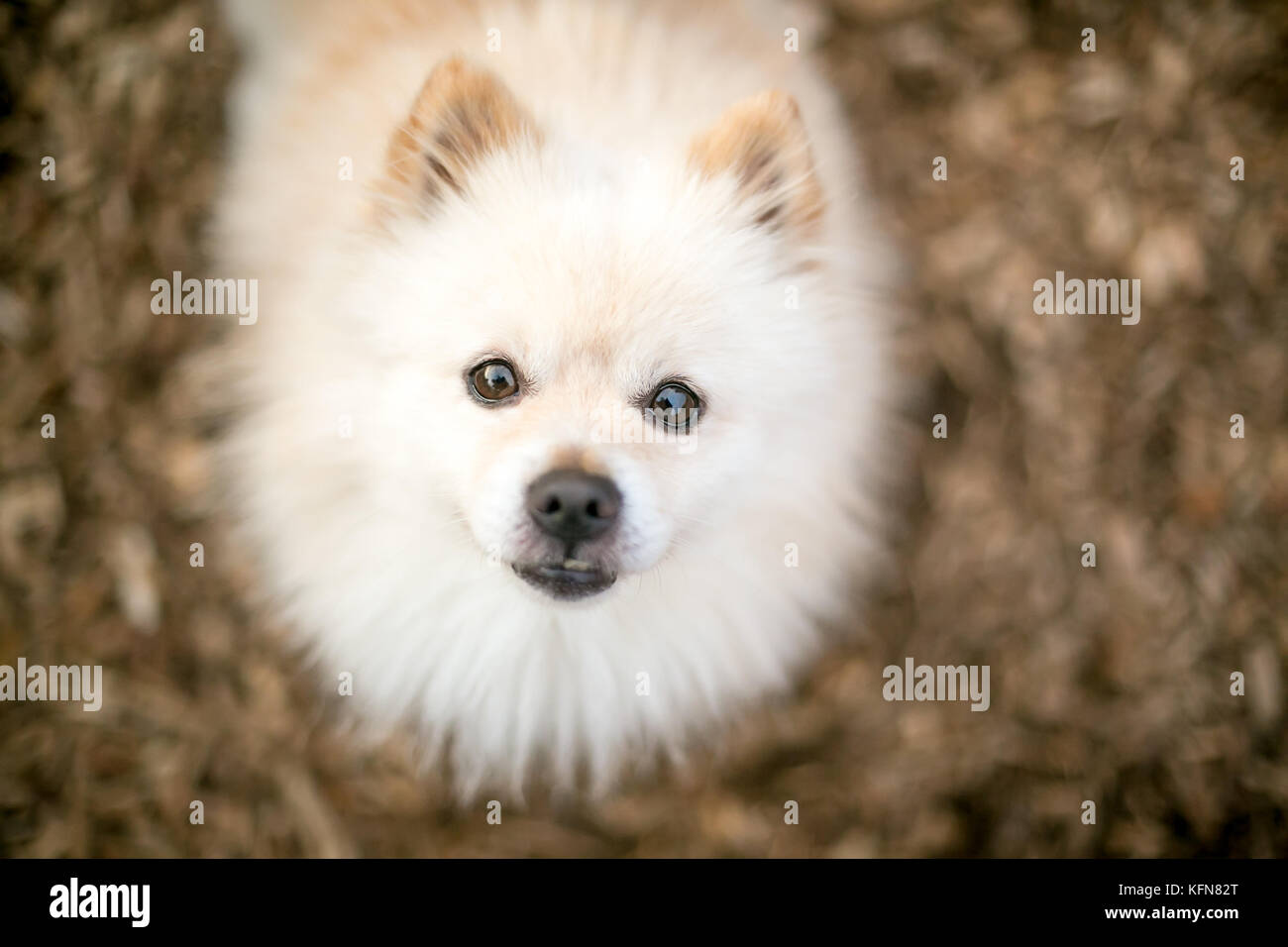 Small fluffy dog purebred hi-res stock photography and images - Alamy