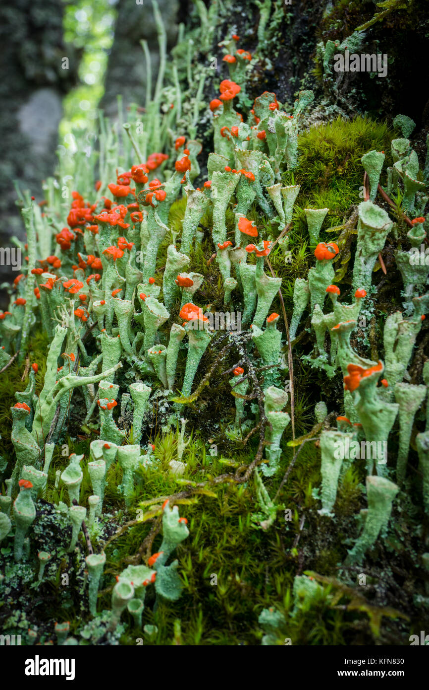 Beautiful blooming moss in hi-res stock photography and images - Alamy