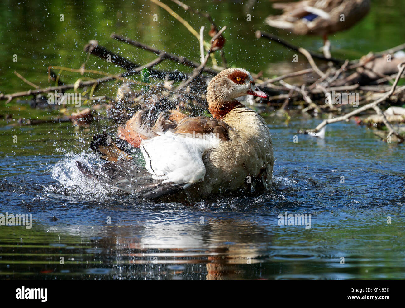 An Egyptian Goose having a bath Stock Photo - Alamy