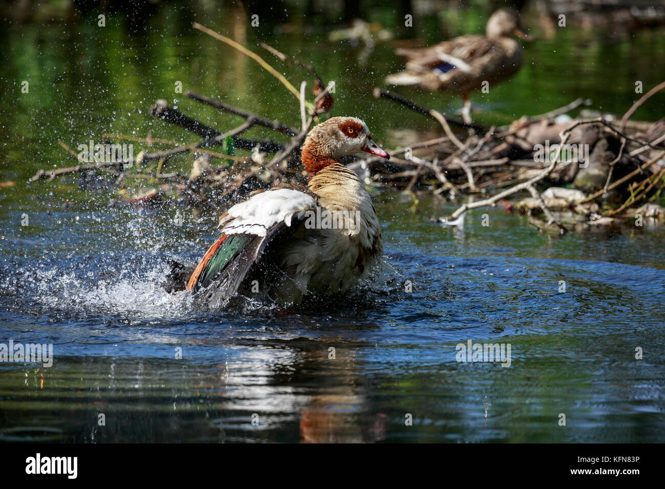 An Egyptian Goose having a bath Stock Photo - Alamy