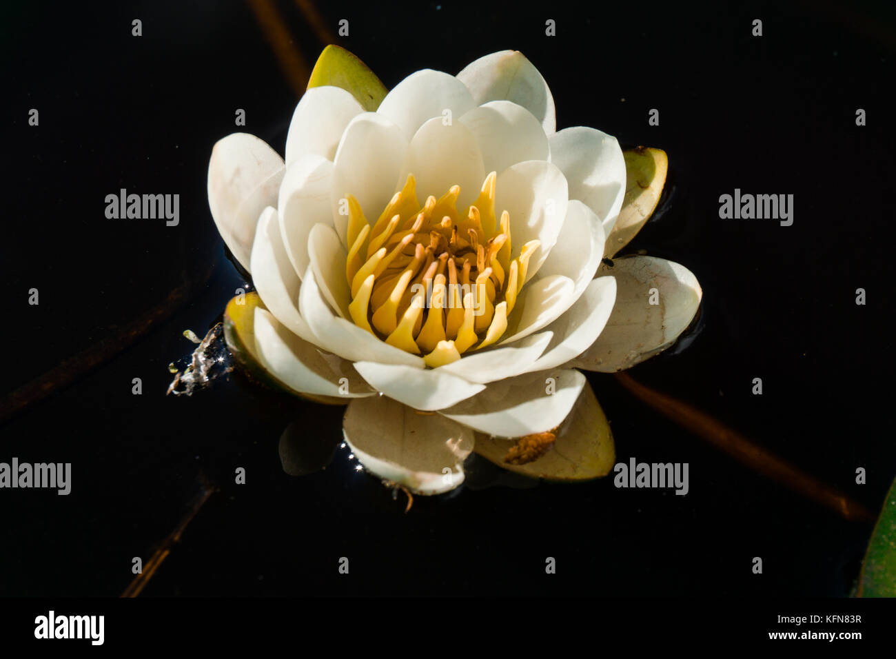 Beautiful Lily flower in water Stock Photo - Alamy