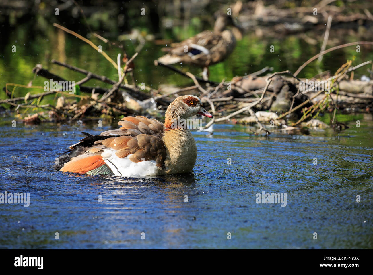 Egyptian bath hi-res stock photography and images - Alamy
