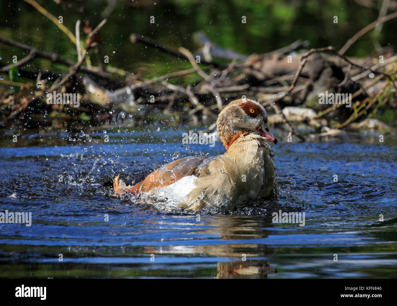 An Egyptian Goose having a bath Stock Photo - Alamy