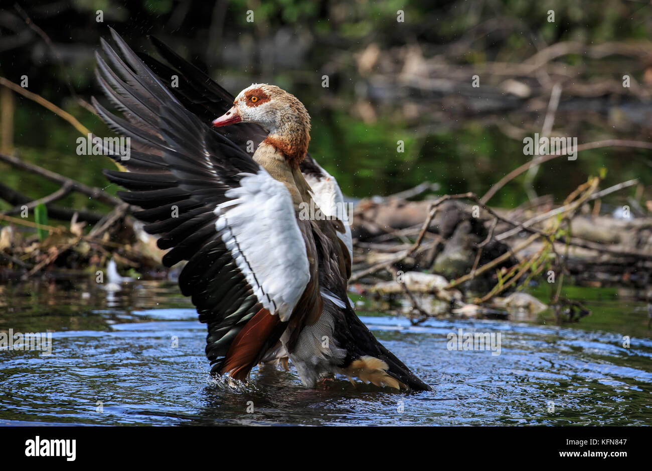 An Egyptian Goose having a bath Stock Photo - Alamy