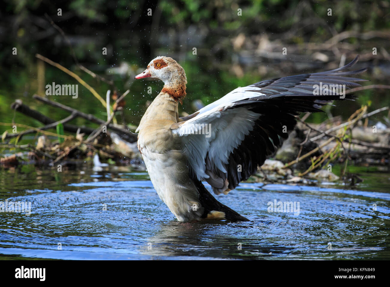 An Egyptian Goose having a bath Stock Photo - Alamy