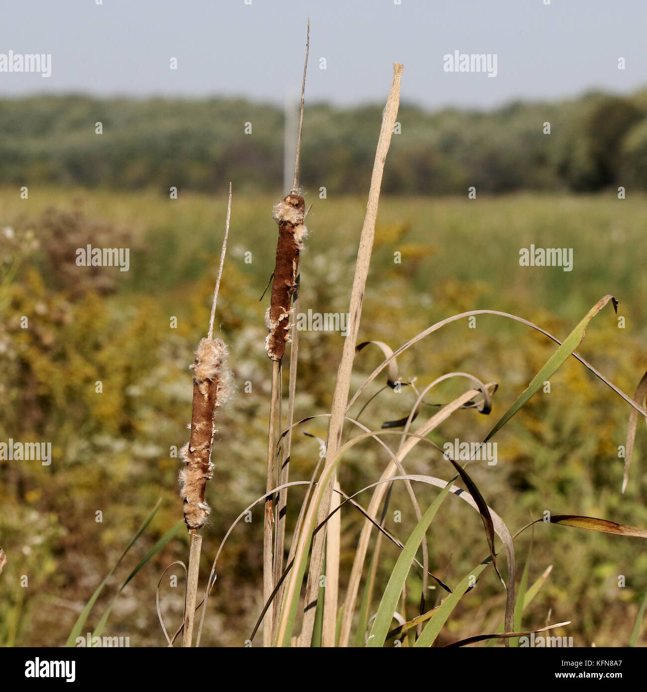 Cattails closeup with green background in early autumn Stock Photo - Alamy
